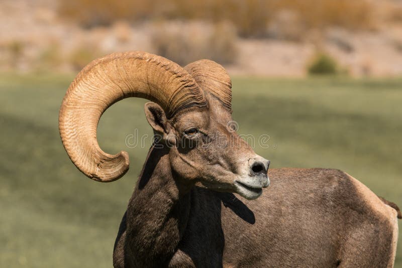 Desert Bighorn Sheep Ram Side Portrait Stock Photo - Image of male ...