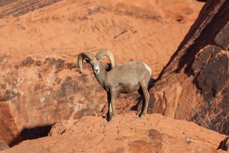 Desert Bighorn Sheep Ram stock image. Image of wild, outdoors - 64944251