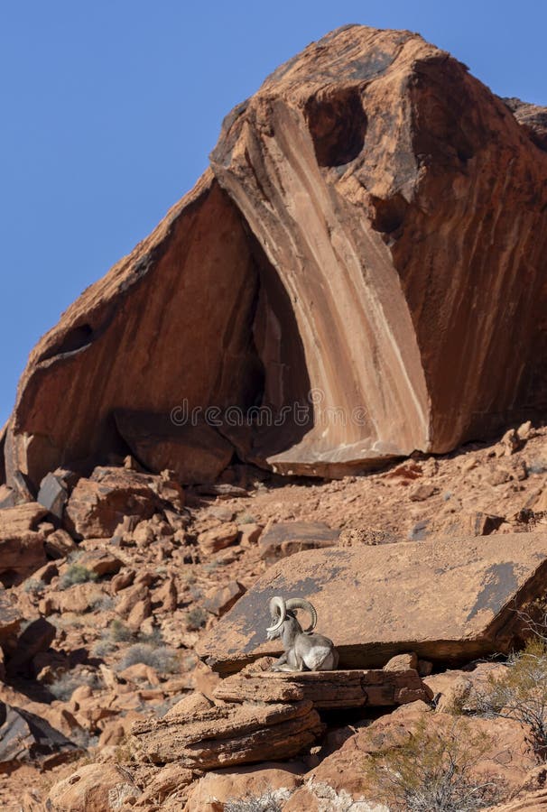 Desert Bighorn Sheep Ram Bedded in the Nevada Desert Stock Photo ...