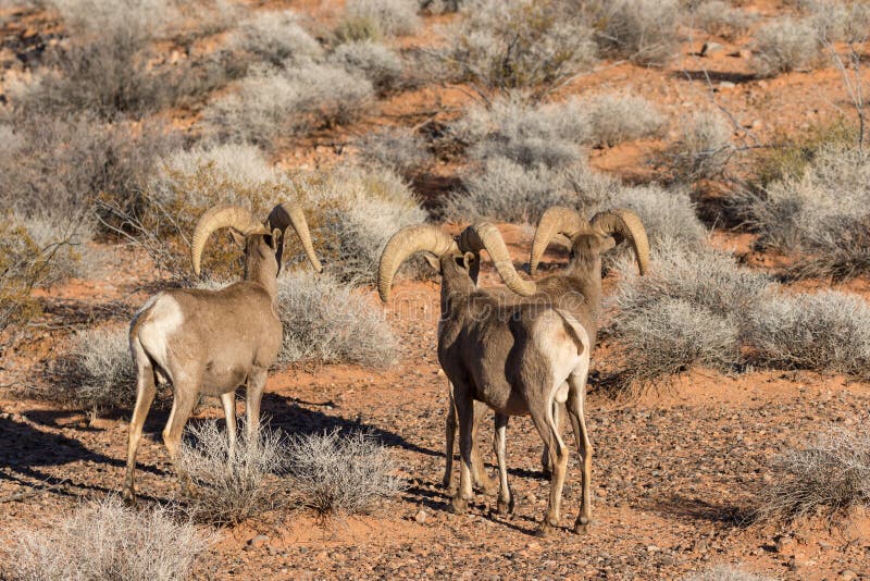 Desert Bighorn Sheep Rams stock photo. Image of wild - 68813684