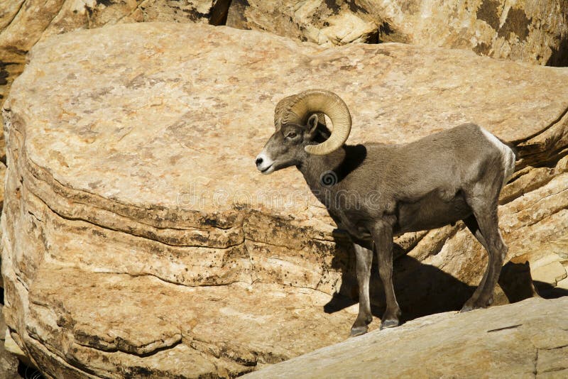 Desert Bighorn Sheep in Red Rock NCA Nevada Stock Photo - Image of ...