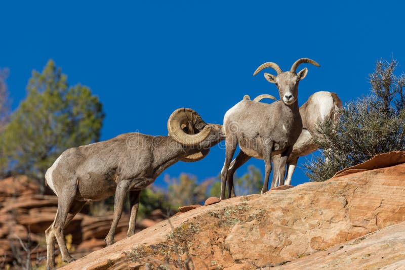 Desert Bighorn Sheep Rutting Stock Photo - Image of fall, nature: 88854858