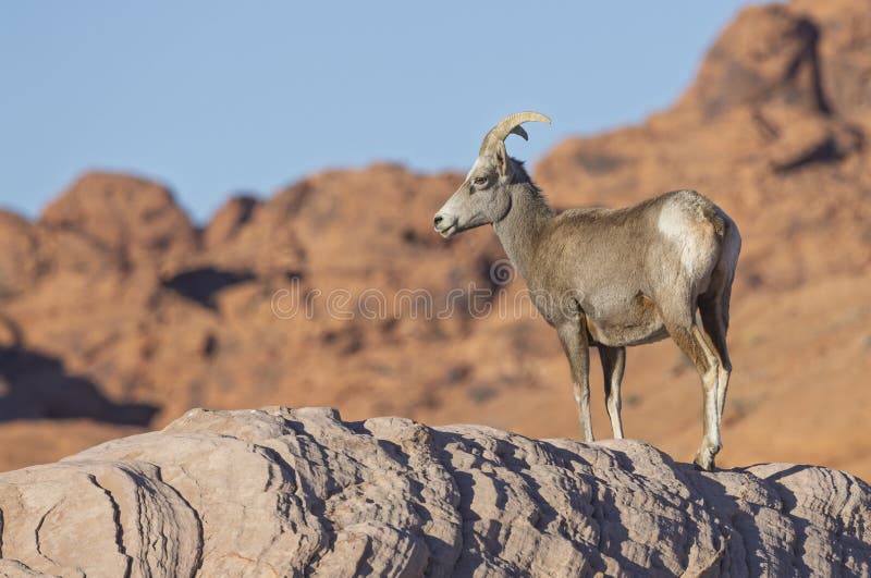 Desert Bighorn Sheep in Winter in the Nevada Desert Stock Photo - Image ...