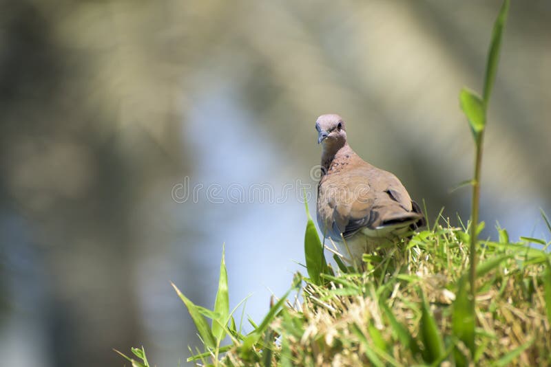 Desert bird eye stock image. Image of silt, bird, desert - 193619911