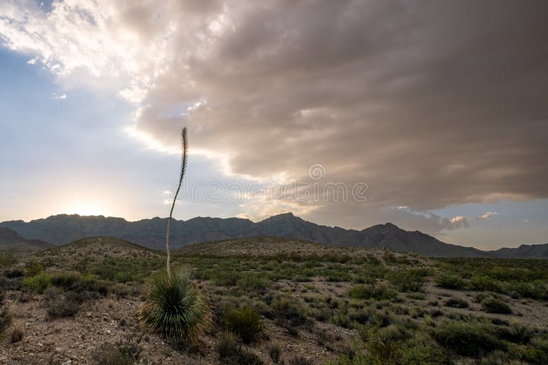 Desert Bloom stock image. Image of color, sunray, paso - 337864679