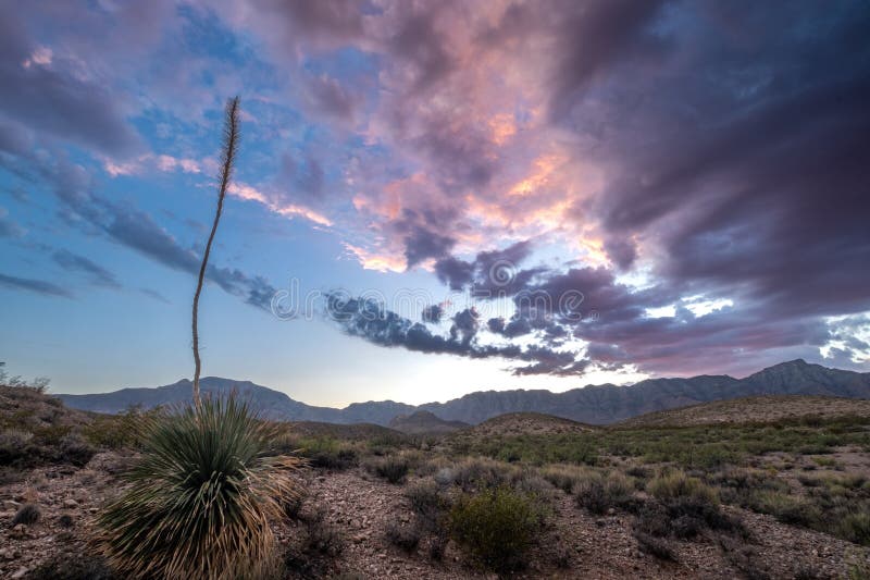 Desert Bloom stock photo. Image of flower, rays, plan - 337864724