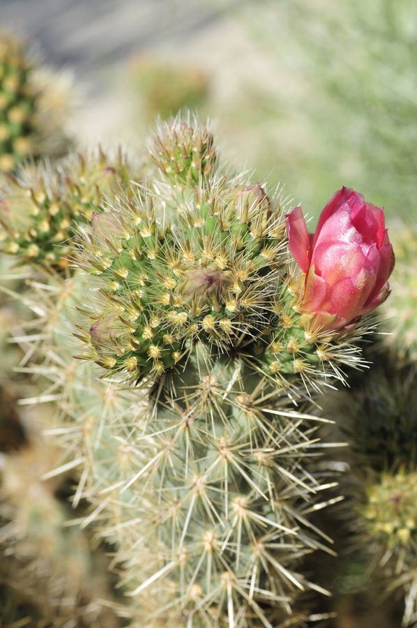 Desert Bloom Series - Jumping Cholla - Cylindropuntia Fulgida Stock ...