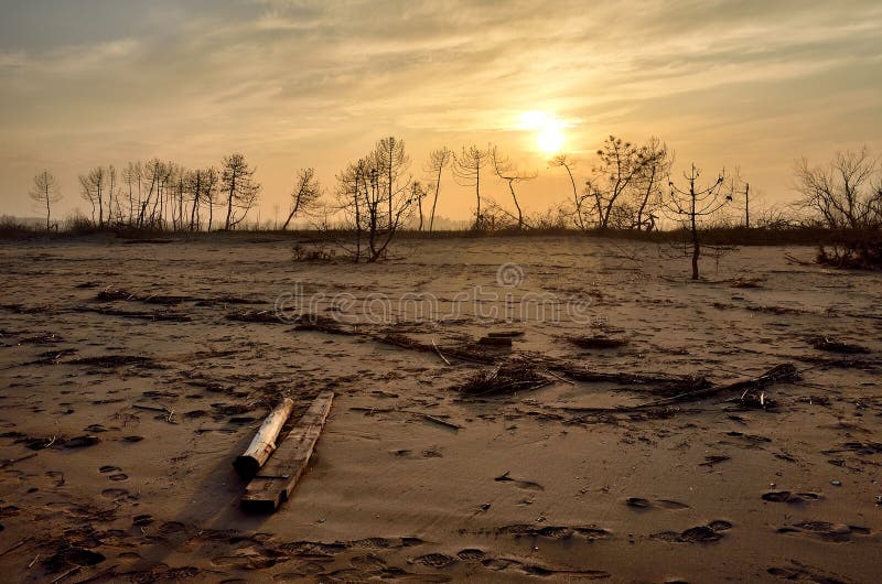 Desert with burned tree stock photo. Image of burnt, cool - 54466462