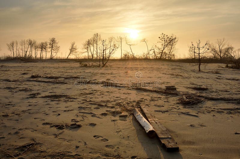 Desert with burned tree stock photo. Image of landscape - 54853750