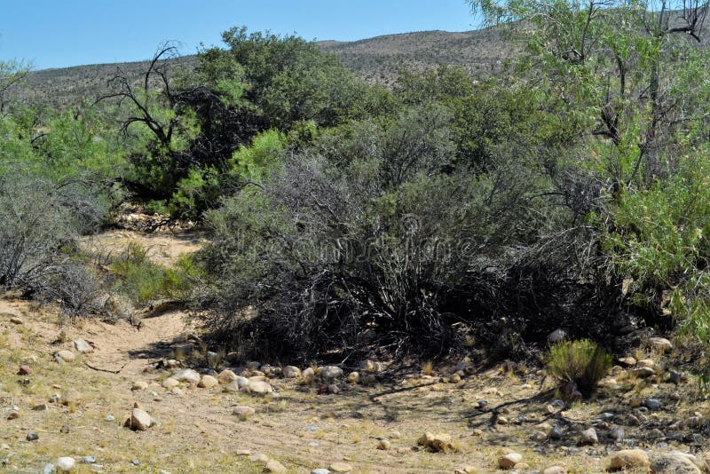 Desert Bush stock photo. Image of bush, desert, outdoor - 85393436