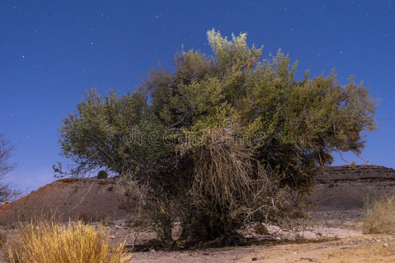 Desert bush closeup stock photo. Image of landscape - 163876822