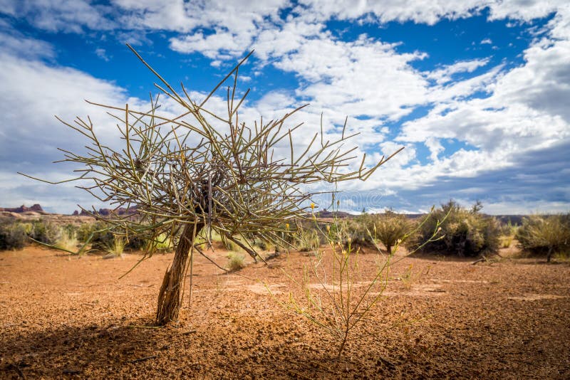 Desert Bush stock photo. Image of national, park, desert - 65245048