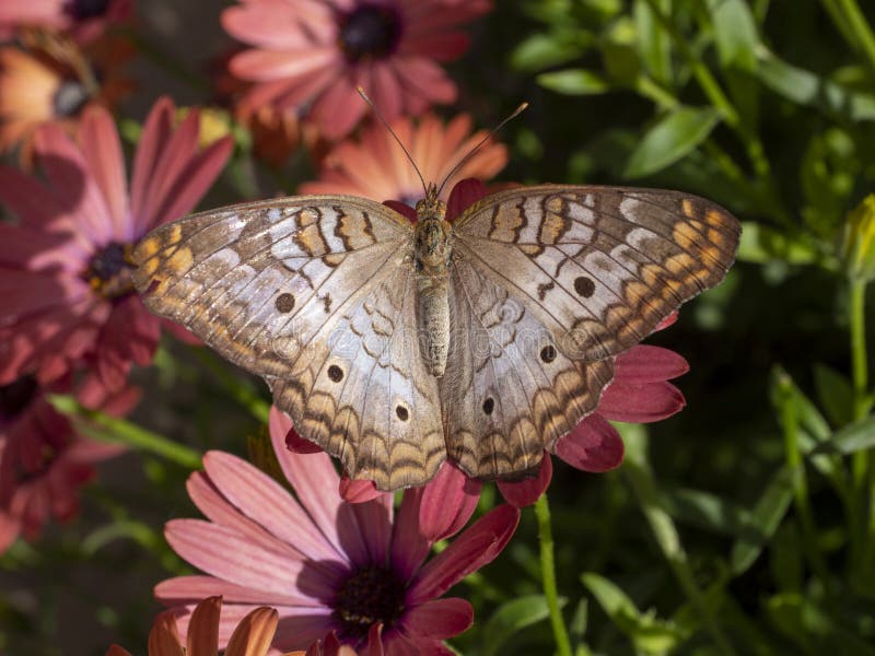 Butterfly Spreading Its Wings Stock Photo - Image of nature, botany ...