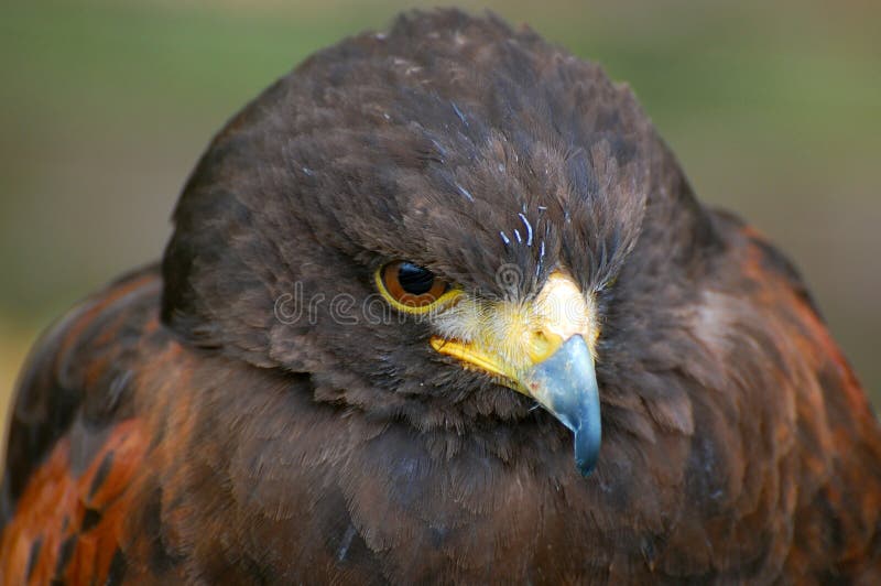 Desert buzzard stock image. Image of brown, buzzard, harris - 10885497