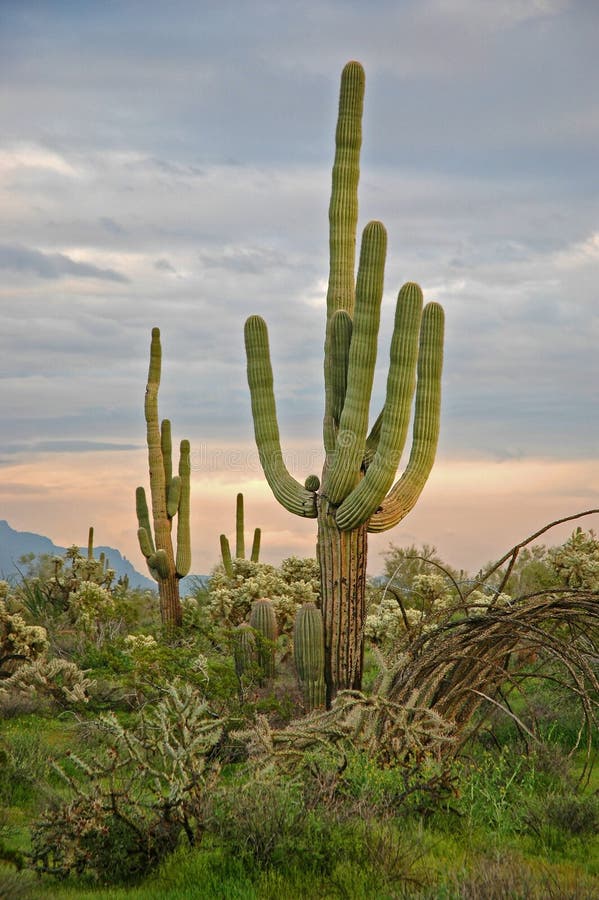 Desert Cactus stock photo. Image of southwest, cactus - 1237100