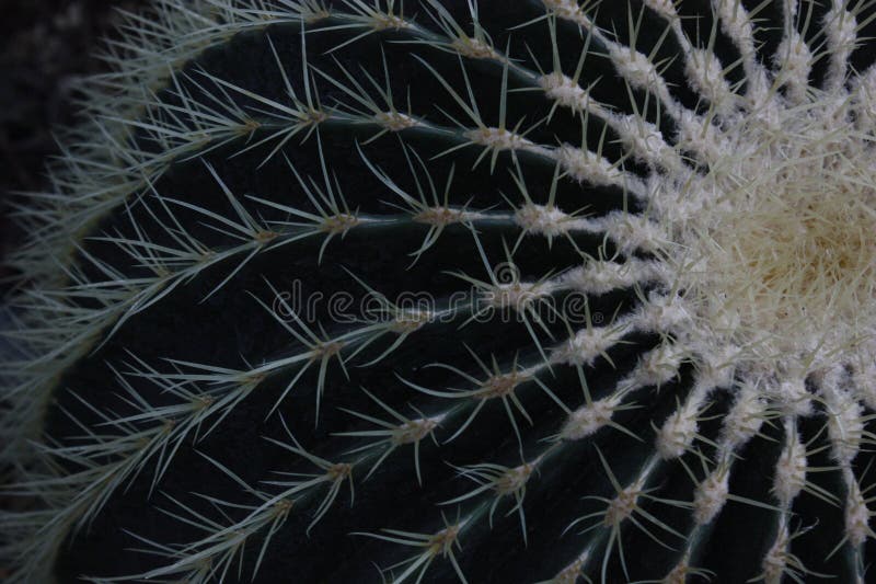 Desert cactus macro stock image. Image of leaf, petal - 278340705