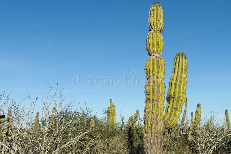 Desert cactus in mexico stock photo. Image of phoenix - 50336520