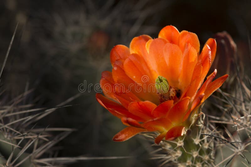 Desert Cactus Spring Flower Bloom Stock Image - Image of closeup, plant ...