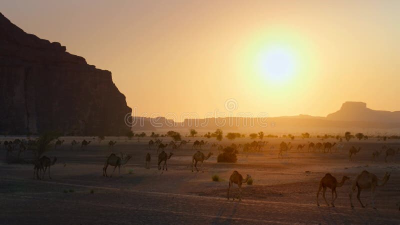 The Desert and Camels Moving Stock Footage - Video of sunset, camels ...