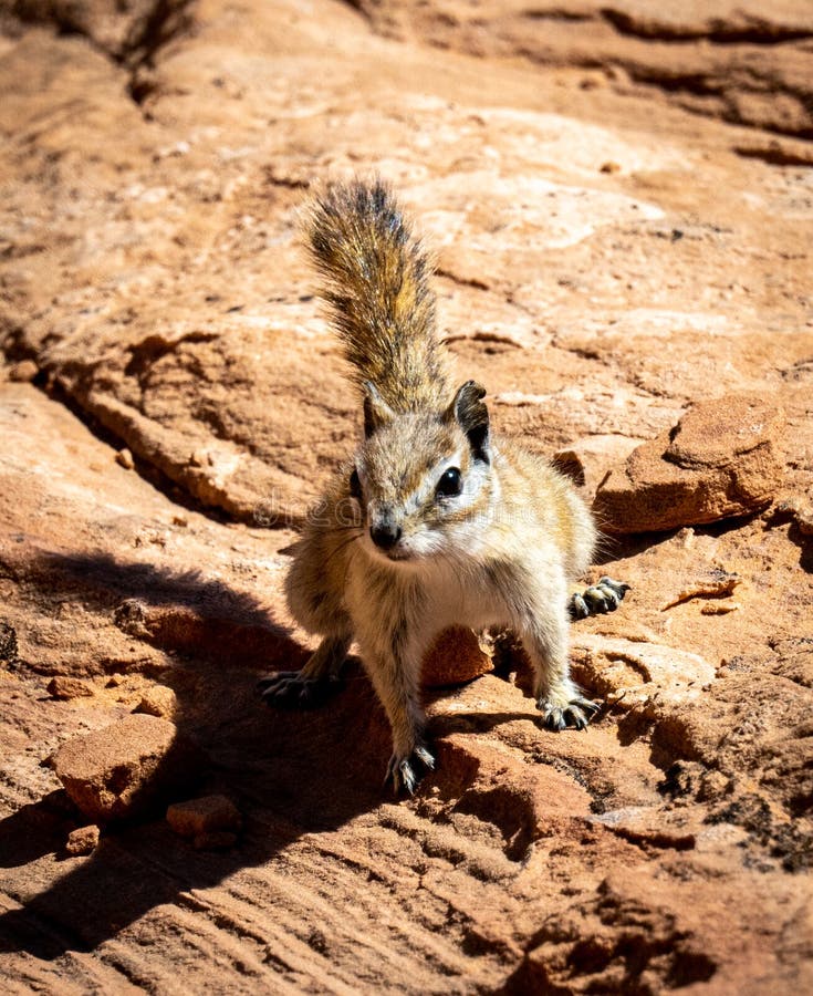 Desert Chipmunk on Red Rock Stock Image - Image of closeup, animal ...
