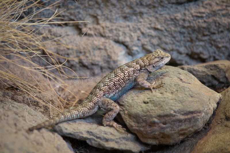 Desert Collared Lizard stock photo. Image of animal, nature - 41075098