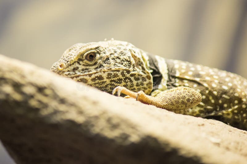 Desert Collared Lizard stock image. Image of rocky, nature - 41075285
