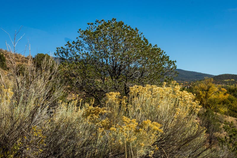 Plants and Colors of the Desert Stock Photo - Image of color, grey ...