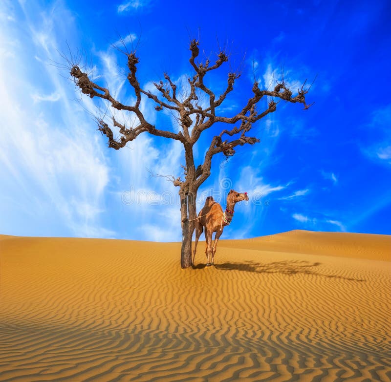 Desert tree shadow stock image. Image of shadow, climate - 2318571