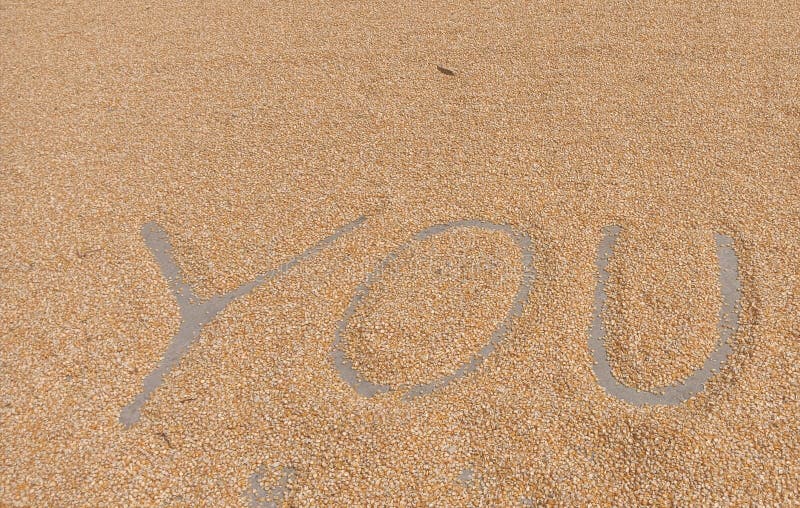 Desert corn stock image. Image of expanses, corn, field - 288892633