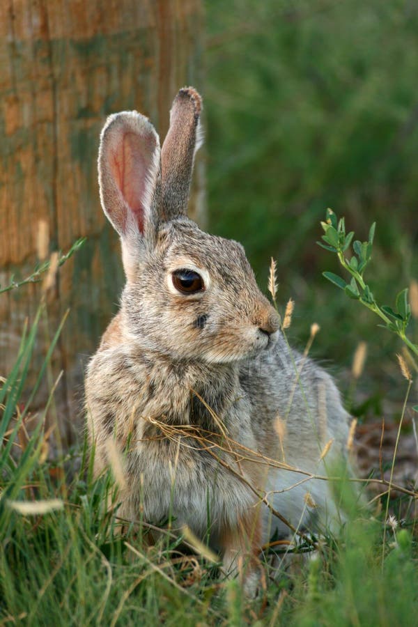 Desert Cottontail Rabbit stock image. Image of young - 20711475