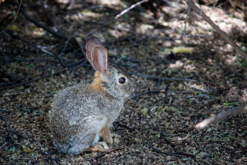 Desert Cottontail Rabbit in Arizona. Stock Image - Image of desert ...