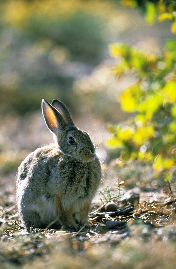232 Cottontail Face Stock Photos - Free & Royalty-Free Stock Photos ...