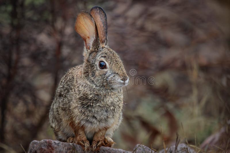 Desert Cottontail Rabbit stock photo. Image of drops - 315014142