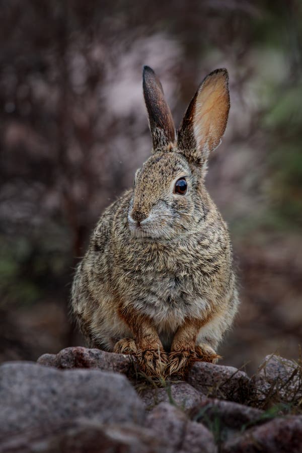 Desert Cottontail Rabbit stock image. Image of water - 315014145