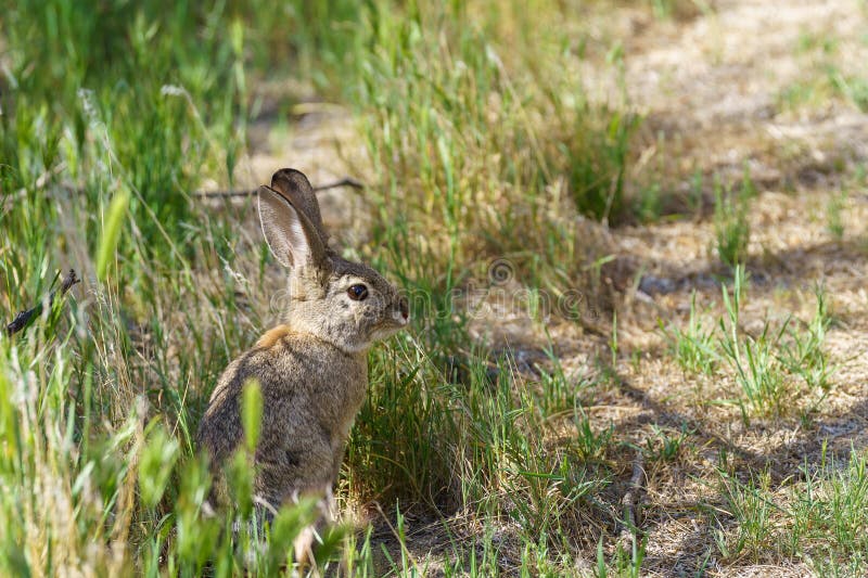 Desert Cottontail Rabbit Standing in Green Grass Stock Image - Image of ...