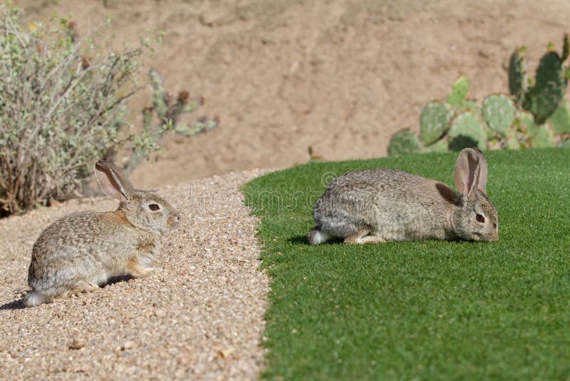 Cottontail Rabbits and Rabbit Burrow Stock Photo - Image of hole ...