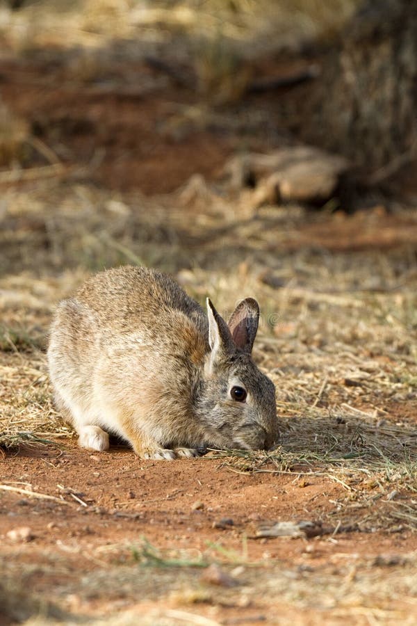 Desert Cottontail (Sylvilagus Audubonii) Stock Image - Image of rabbit ...