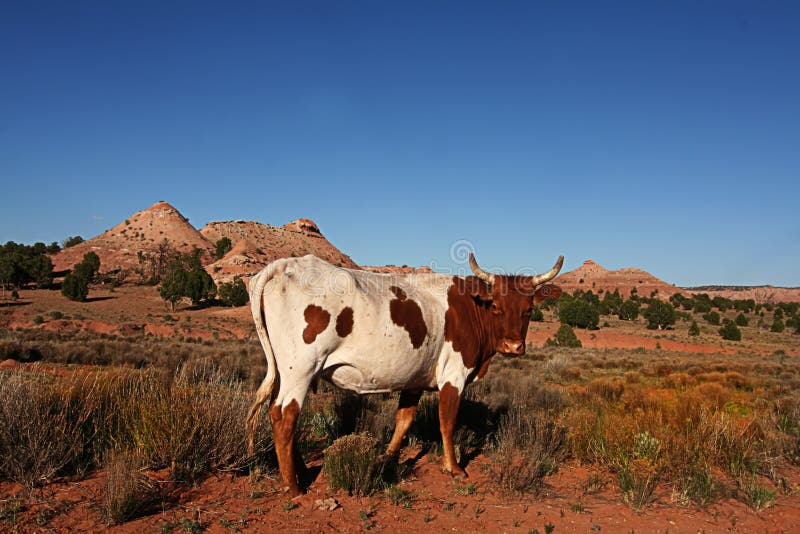 Desert Cow stock photo. Image of desert, utah, natural - 7769874
