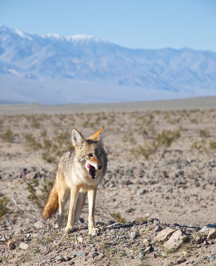 Coyote in the desert. stock photo. Image of carnivore - 12949242