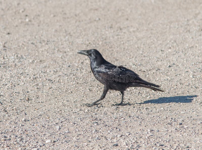 Desert crow stock photo. Image of wildlife, ubiquitous - 89337292