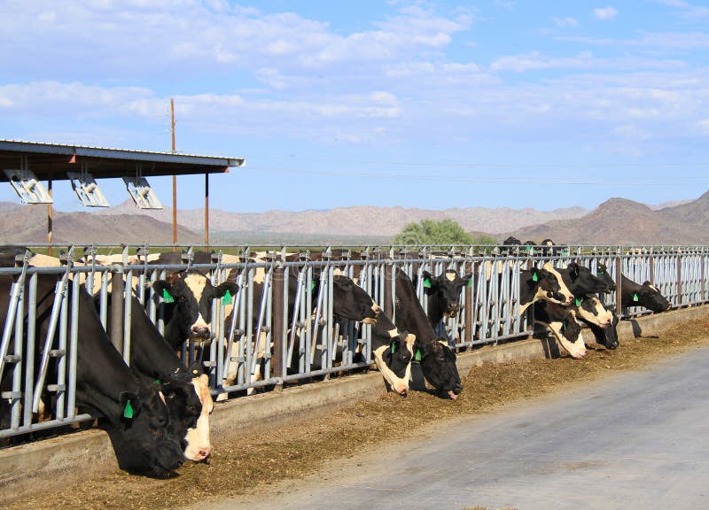 Desert Dairy farm editorial image. Image of forage, arizona - 26761820