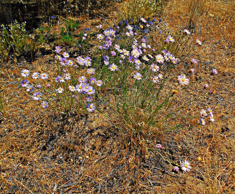 Desert Daisies stock image. Image of vegetation, daisies - 96549629