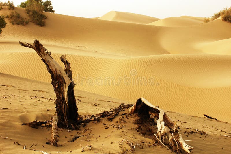 Desert with dead tree stock image. Image of curve, shadow - 12262471