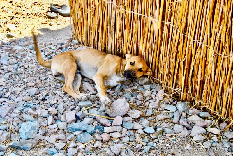 Dog in desert stock image. Image of stray, rann, little - 107805499