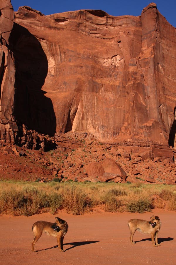 Desert dogs stock image. Image of monument, arid, look - 16356635