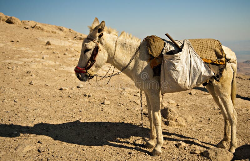 Desert Donkey stock photo. Image of donkey, brazil, tropical - 11873382