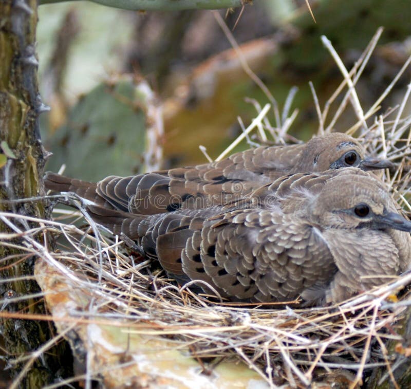 Desert Doves stock image. Image of birds, deserts, phoenix - 8248185