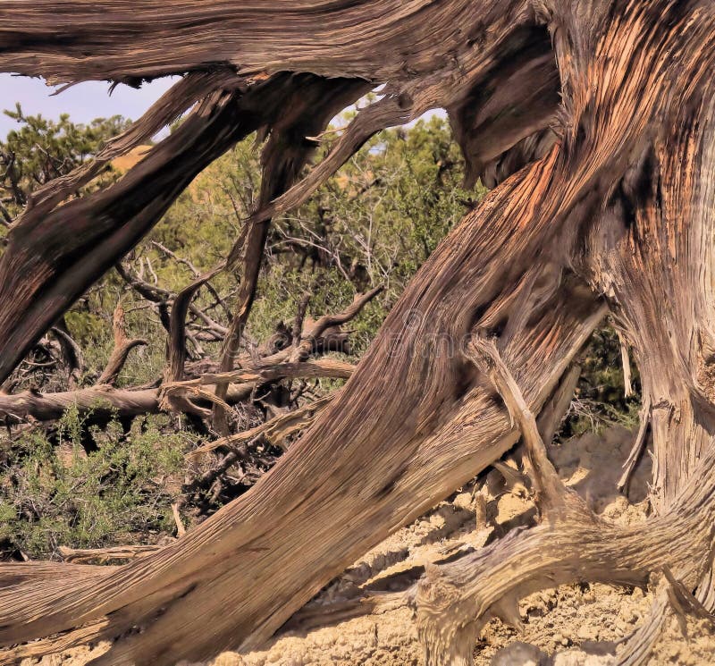 Twisted Cedar II stock photo. Image of landscape, unnamed - 92150218