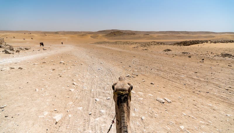 Desert in Egypt and Camel Head Stock Image - Image of luxor, historical ...