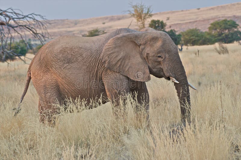 Desert Elephant stock image. Image of namibian, africa - 12952789